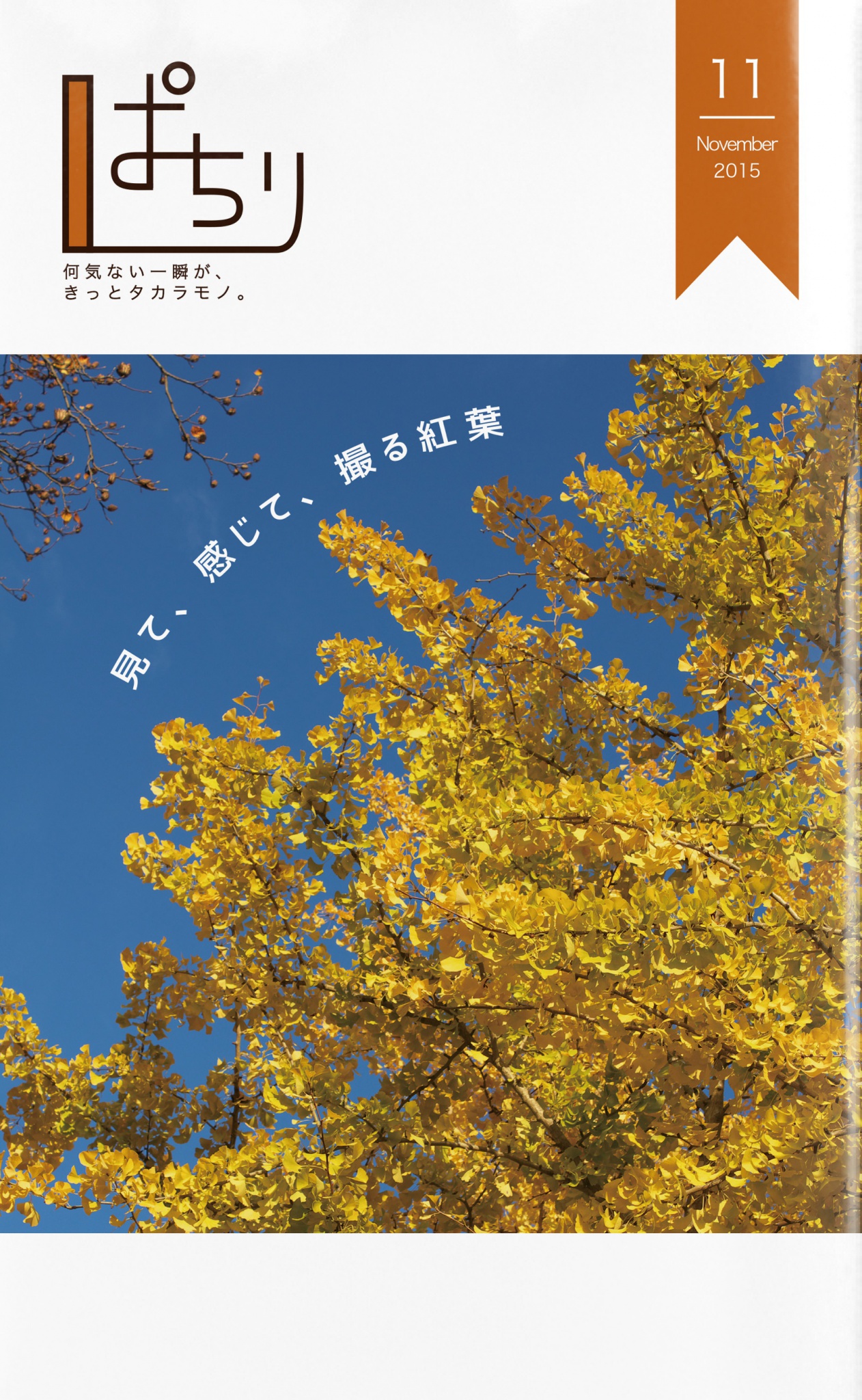 BCCKS / ブックス - 『ぱちりvol.5』フォトセクション著